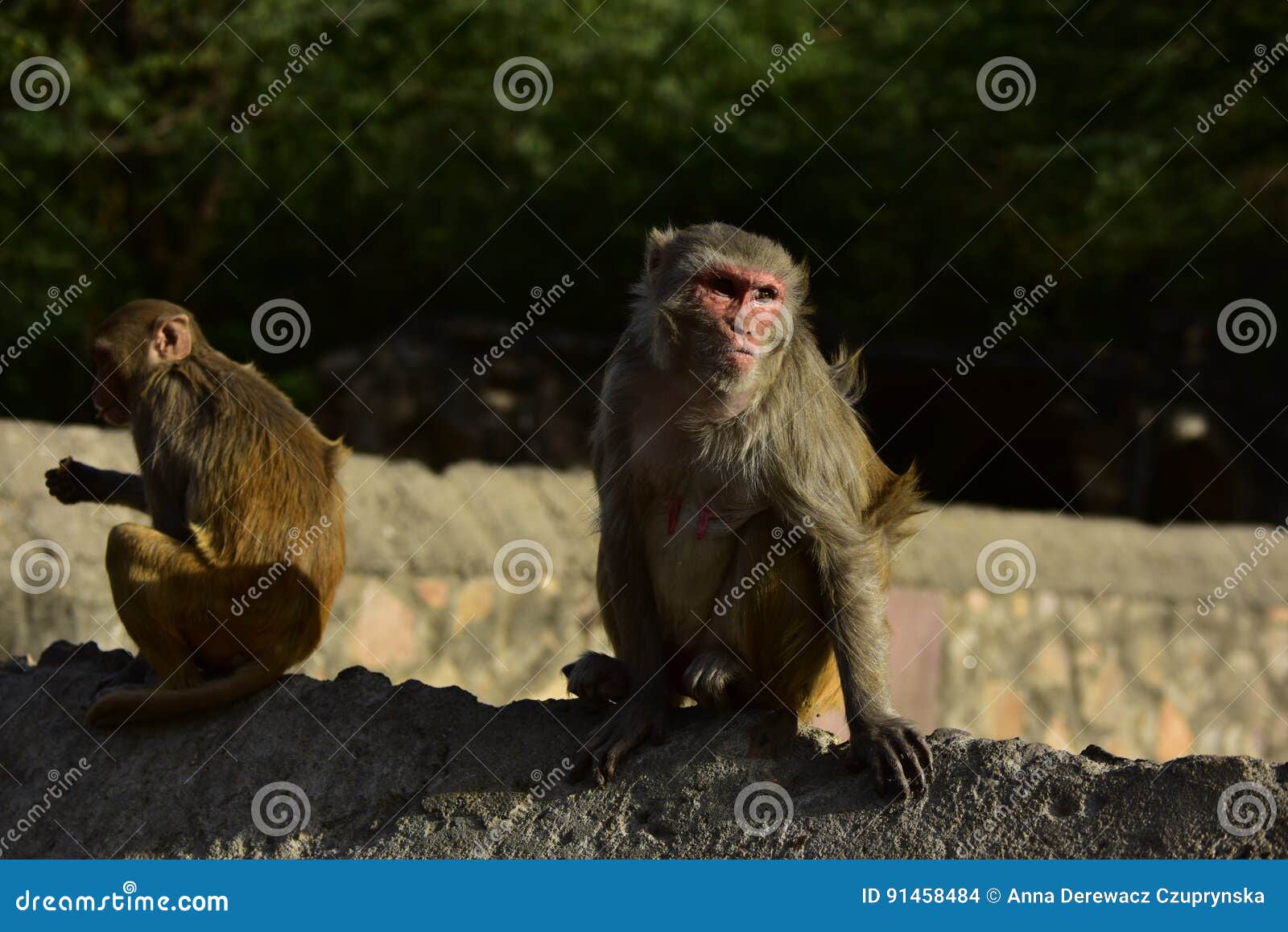 Macaco Makak Rezus foto de stock. Imagem de amigos, macaco - 91458484