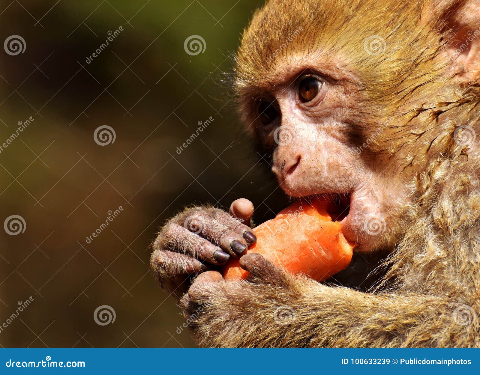 Macaco, Mammifero, Fauna, Primate Immagine. Immagine: 100633239