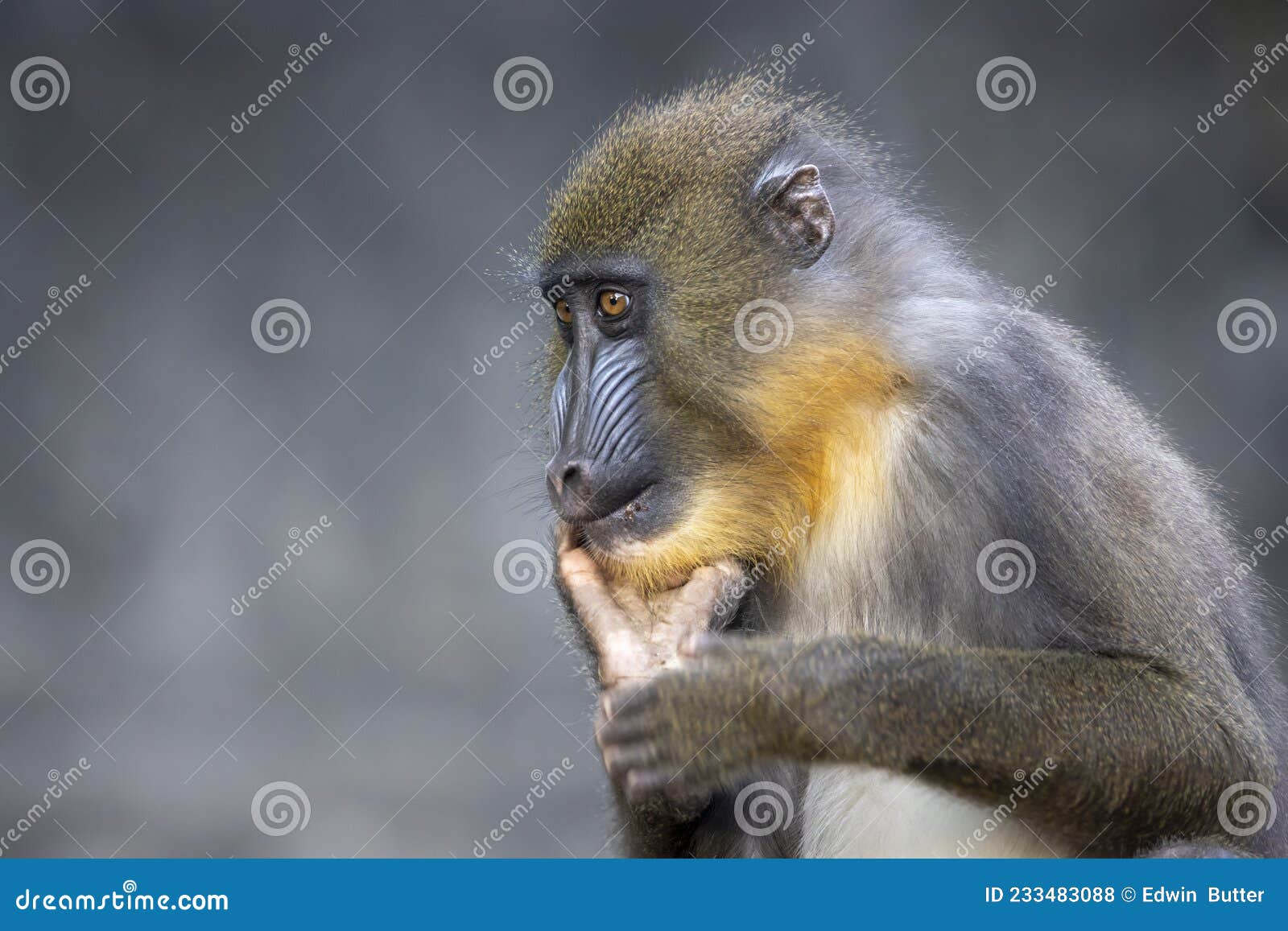 Macaco-mandrilo foto de stock. Imagem de fofofo, animal - 233483088