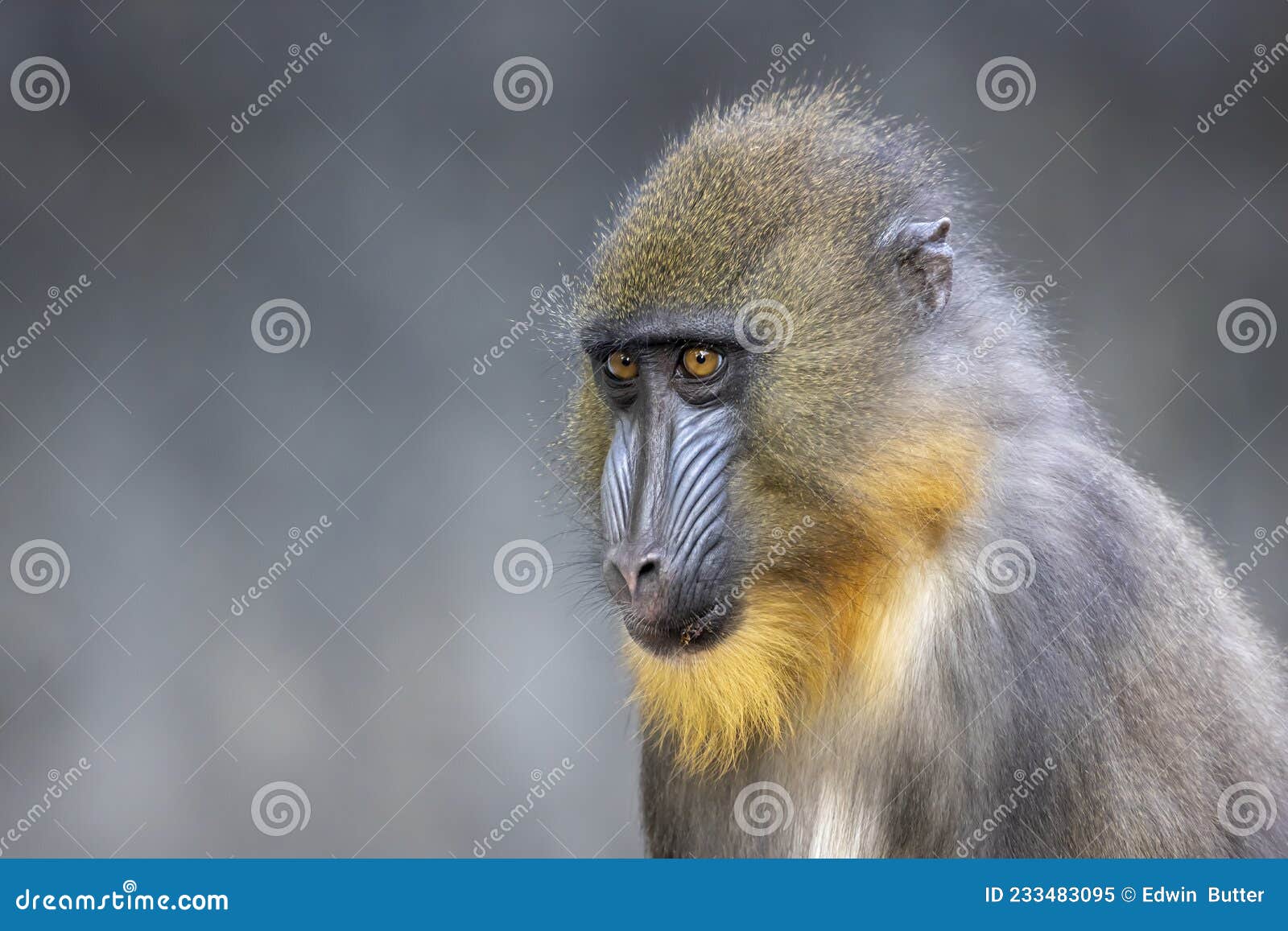 Macaco-mandrilo imagem de stock. Imagem de esfinge, selvagem - 233483095