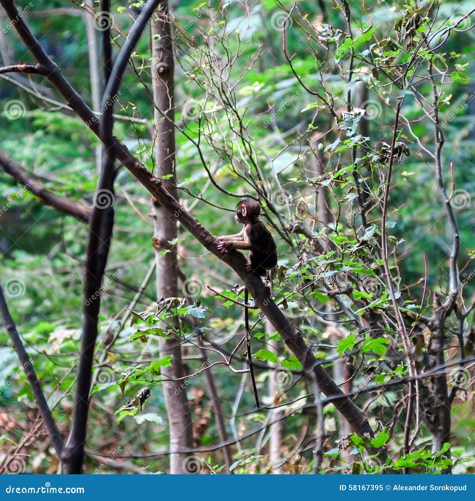 Macaco Monkey Baby in the Natural Forest Stock Image - Image of ...