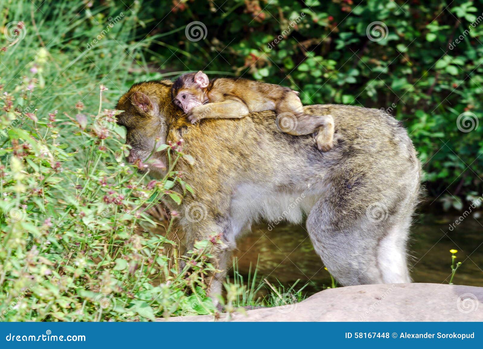 Macaco Monkey Baby in the Natural Forest Stock Photo - Image of macaco ...