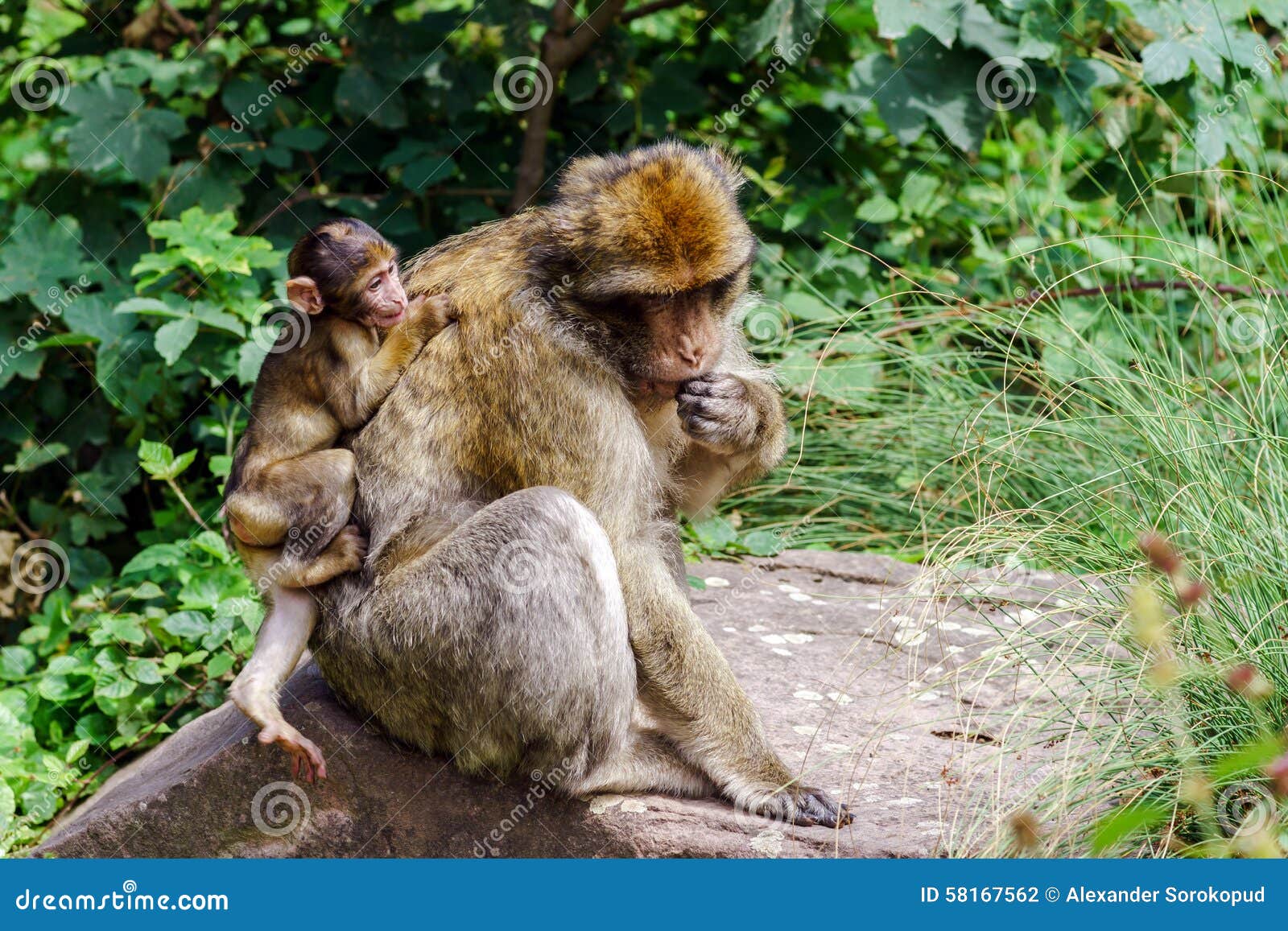 Macaco Monkey Baby in the Natural Forest Stock Photo - Image of ...