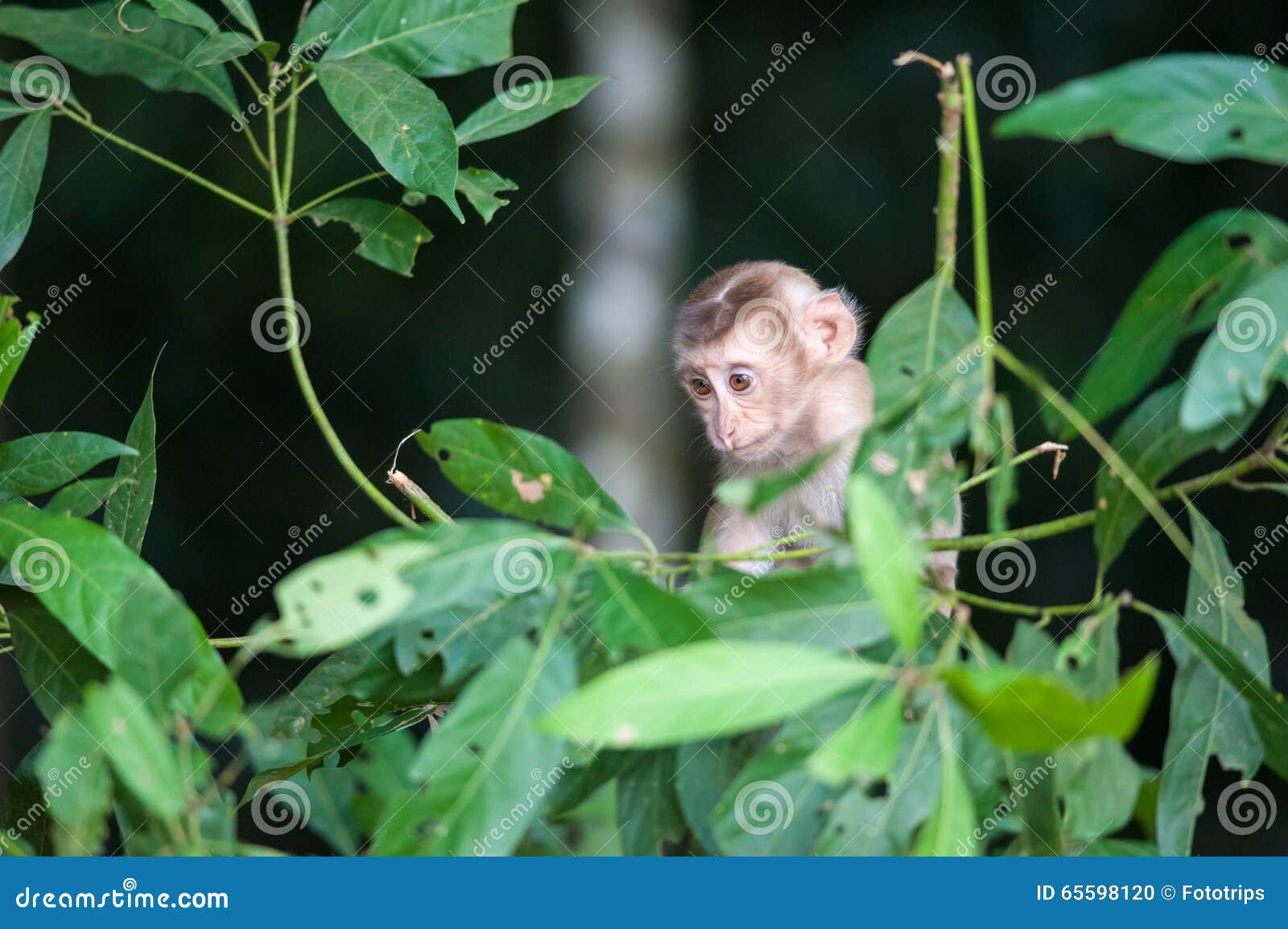 Macaco Monkey Baby in the Natural Forest, Animal in Nature Stock Photo ...