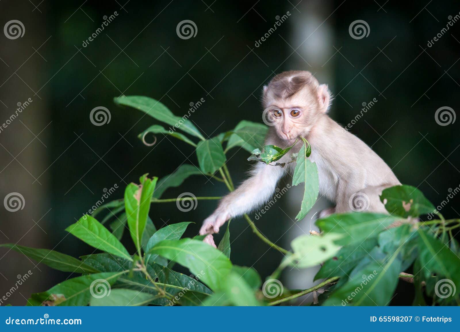 Macaco Monkey Baby in the Natural Forest, Animal in Nature Stock Image ...