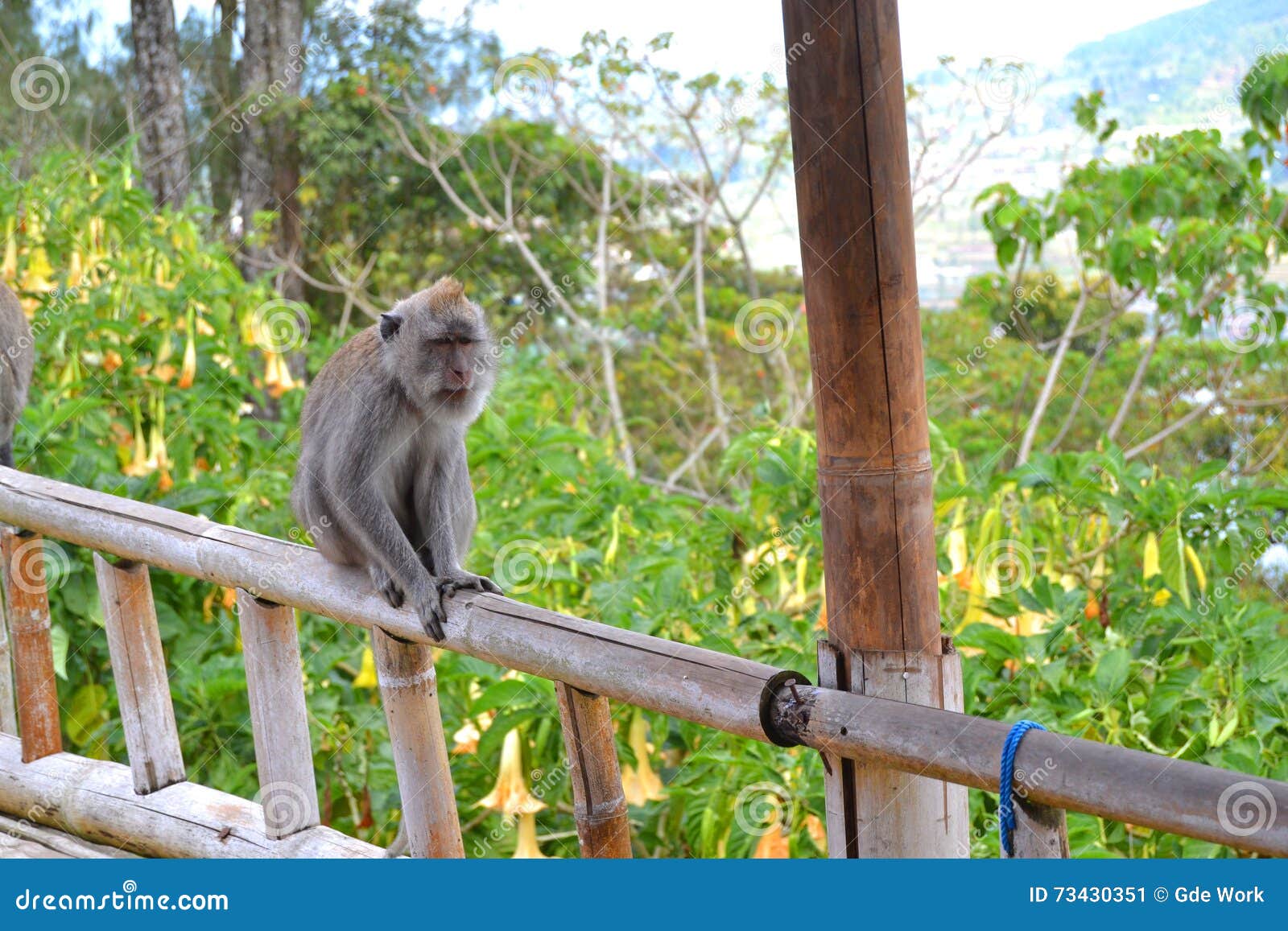 Macaco na cerca de bambu imagem de stock. Imagem de macacos - 73430351