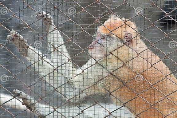 Macaco na gaiola foto de stock. Imagem de batedor, entalhe - 70134286