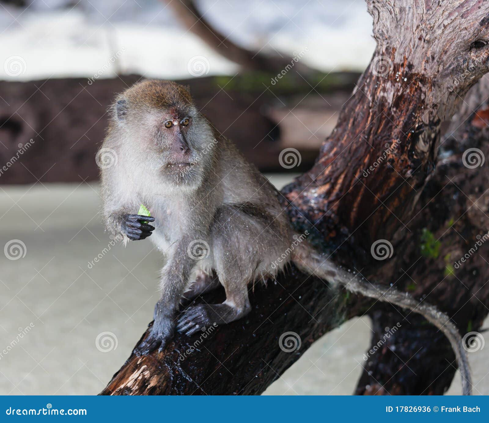 imagens de stock Com Macaco Na Praia Um - Baixe 70 Royalty Free