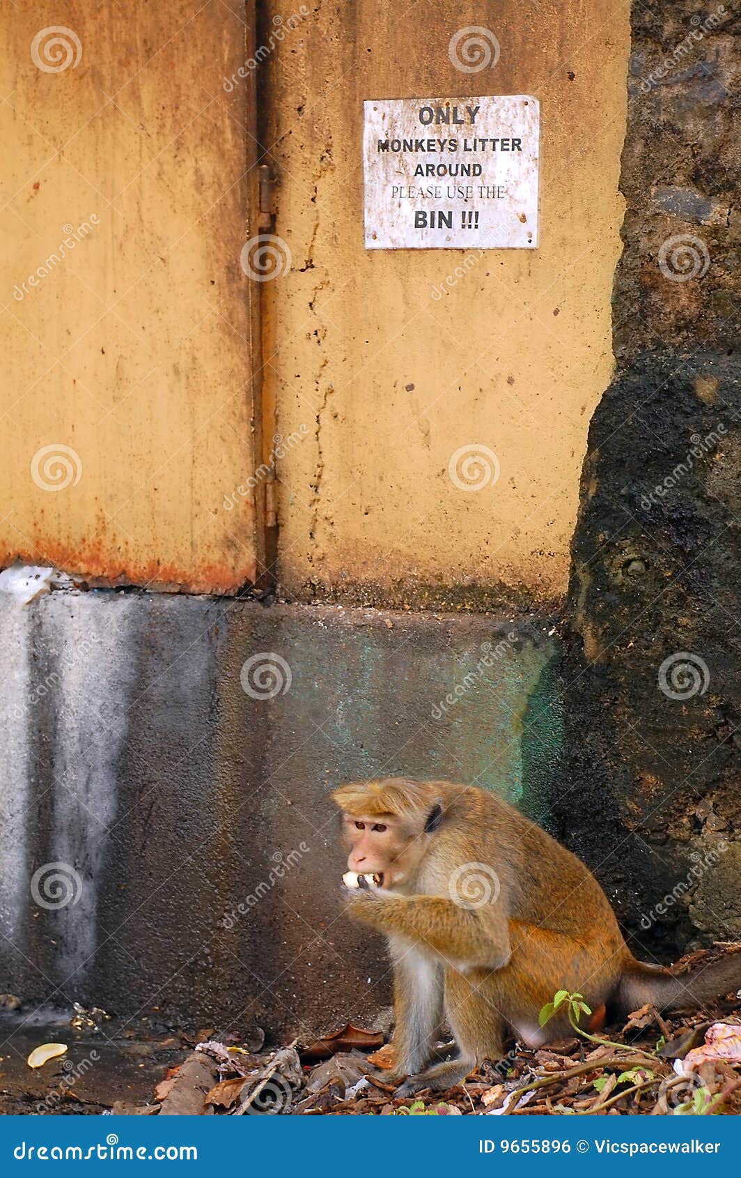 Macaco na pilha do lixo foto de stock. Imagem de sucata - 9655896