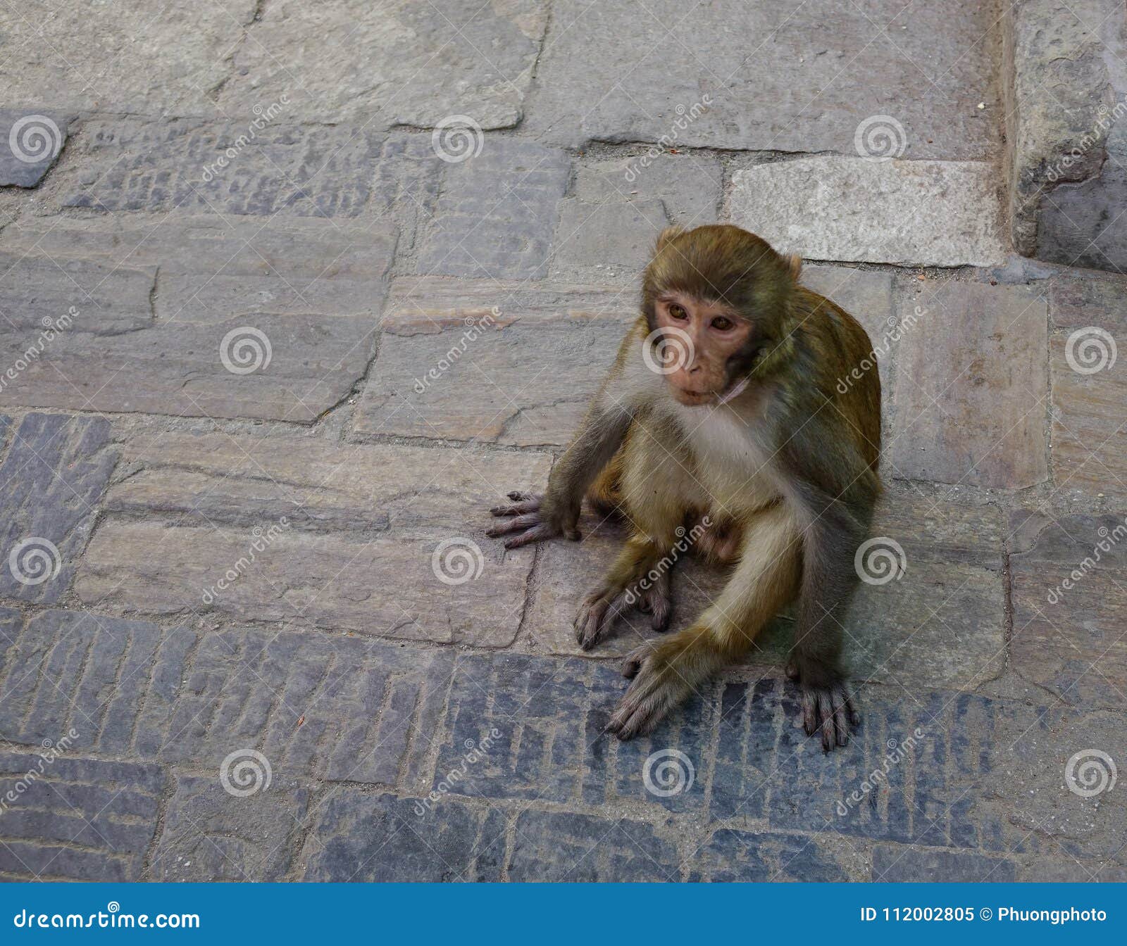 Macaco no templo budista imagem de stock. Imagem de selvagem - 112002805