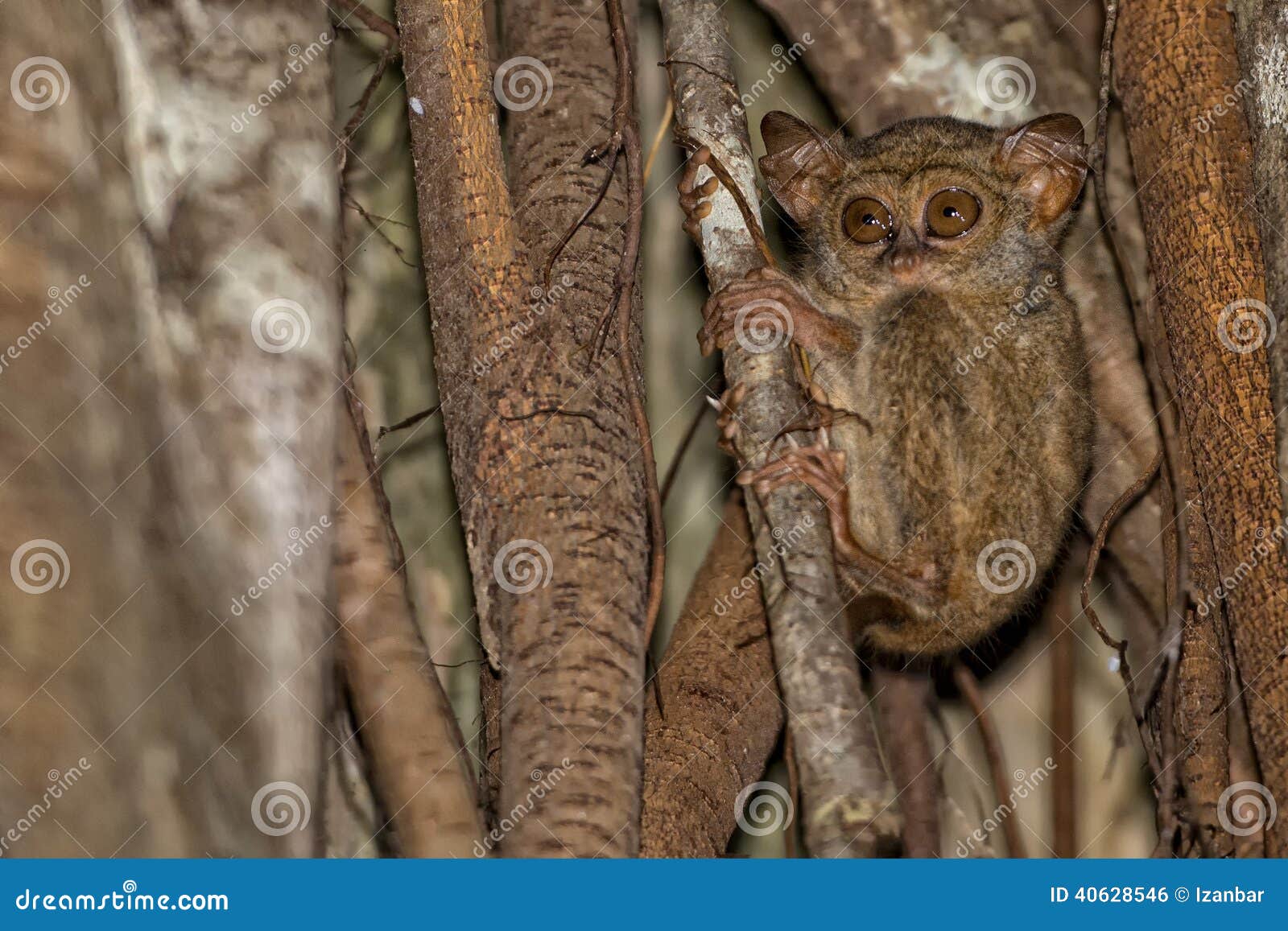Macaco Noturno Pequeno Do Tarsius Foto de Stock - Imagem de grande ...