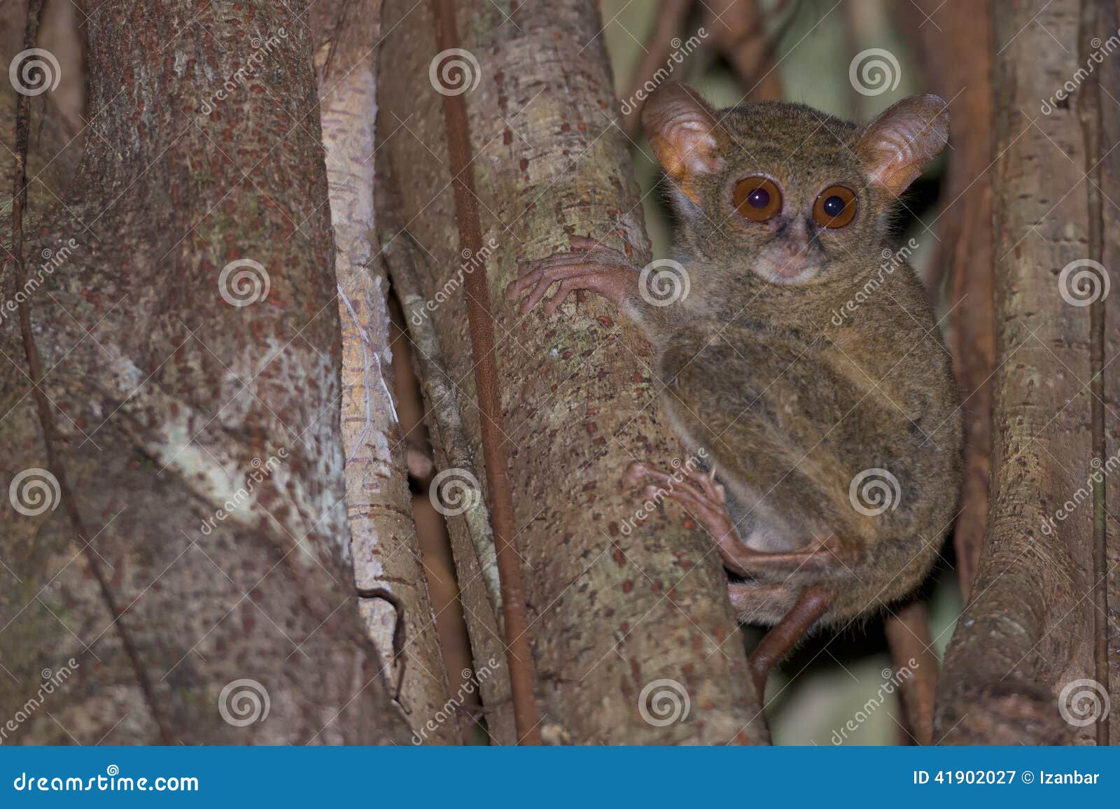 Macaco Noturno Pequeno Do Tarsius Imagem de Stock - Imagem de pele ...