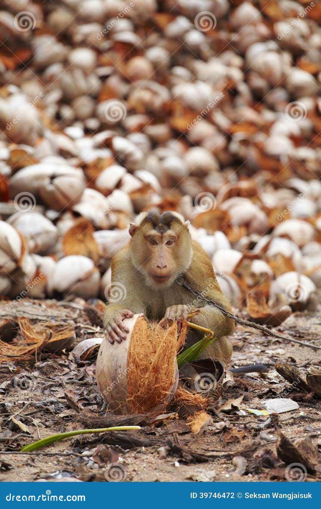 Macaco novo e muito coco foto de stock. Imagem de folhagem - 39746472