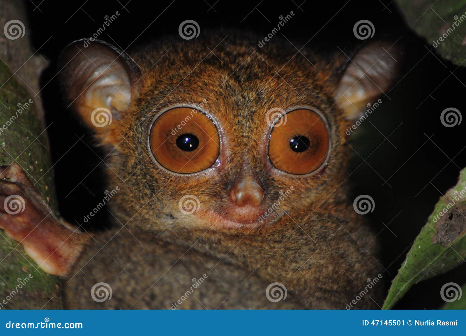 Macaco Ocidental De Tarsier AKA Ghost Imagem de Stock - Imagem de ...