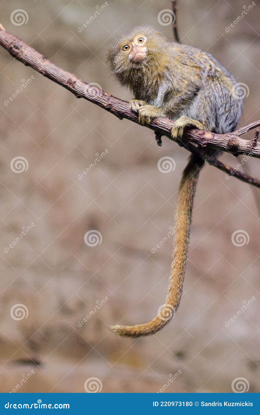 Macaco Pequeno Com Cauda Longa No Riga Zoo Latvia Foto de Stock ...