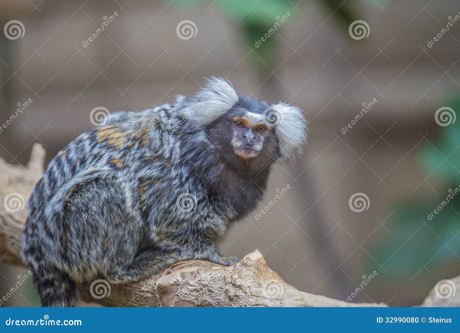 Macaco Pequeno Curioso Engraçado Foto de Stock - Imagem de cara ...