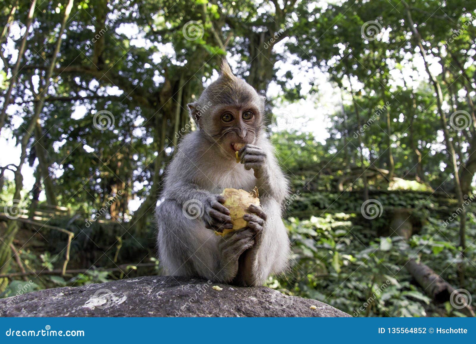 Macaco Pequeno Que Come O Fruto Foto de Stock - Imagem de pele, folha ...