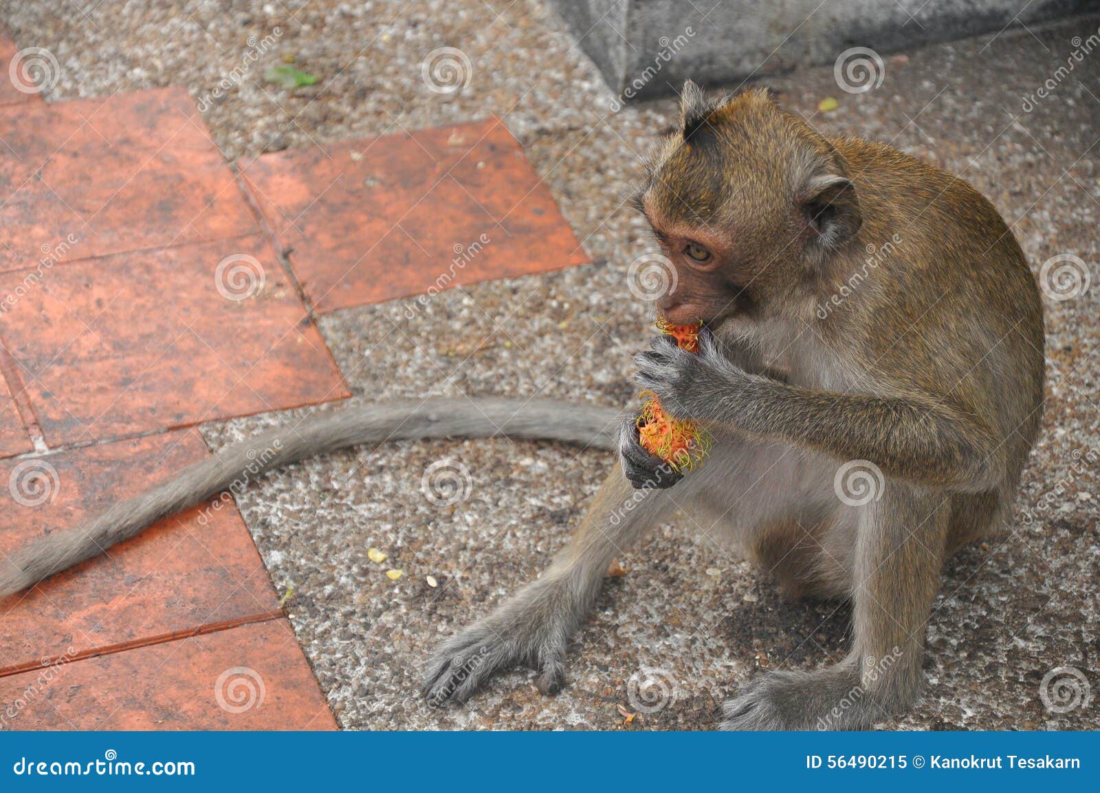 Macaco Pequeno Que Come O Fruto Imagem de Stock - Imagem de comer ...