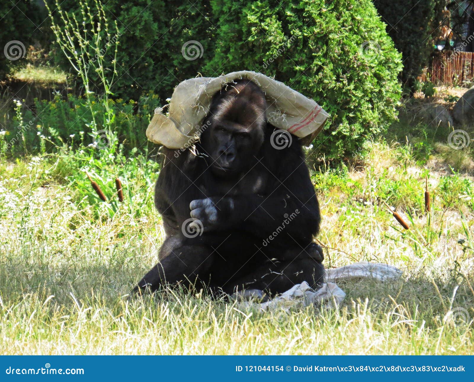 Macaco Preto Forte Grande Gorilla Protecting Do Macaco E Coberta Com O ...