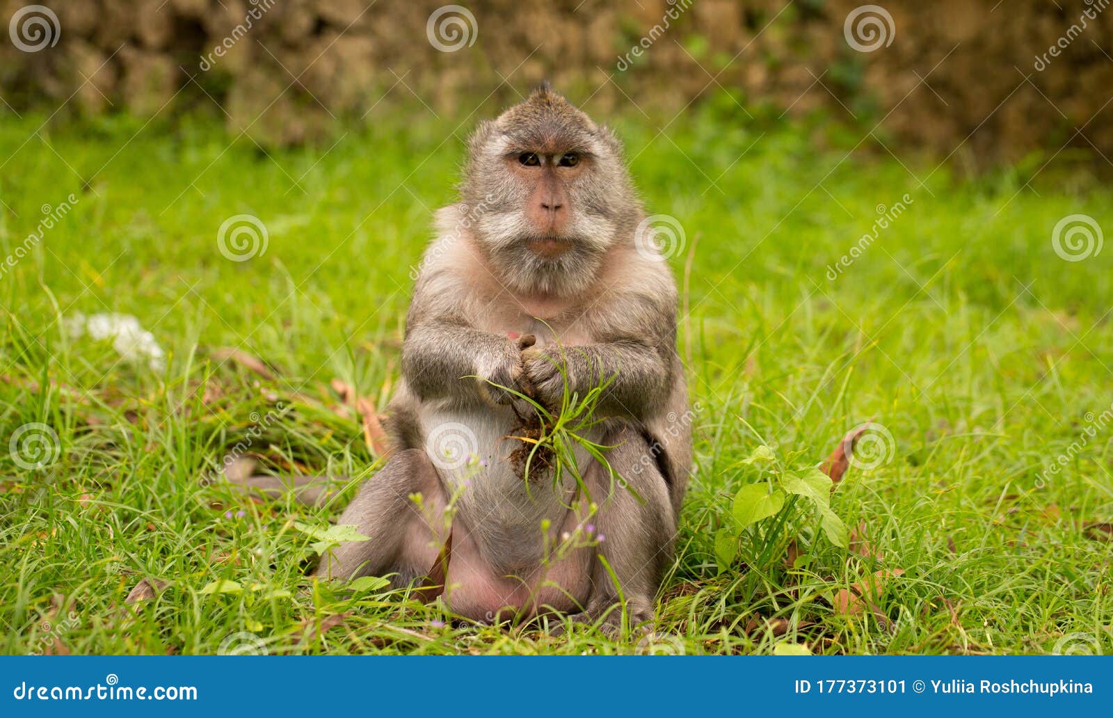 Macaco procurando comida imagem de stock. Imagem de wildlife - 177373101