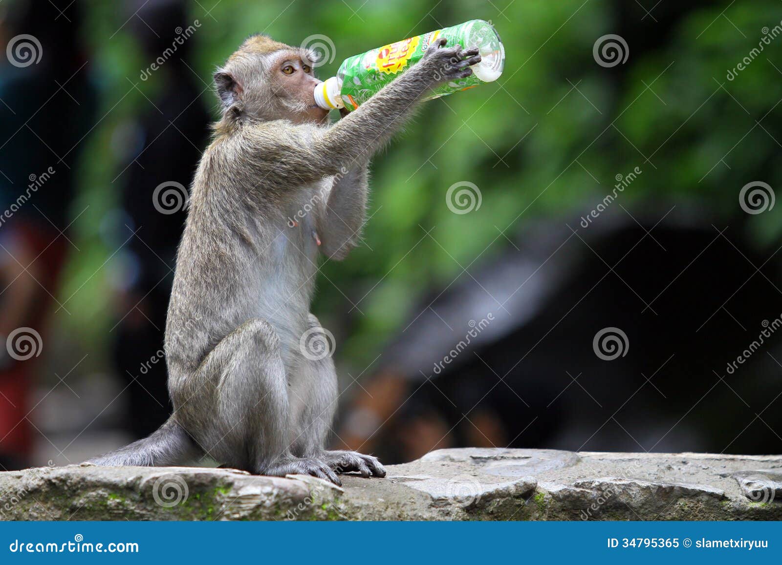 Macaco Que Aprecia Um Empacotamento Da Garrafa Da Bebida Imagem ...