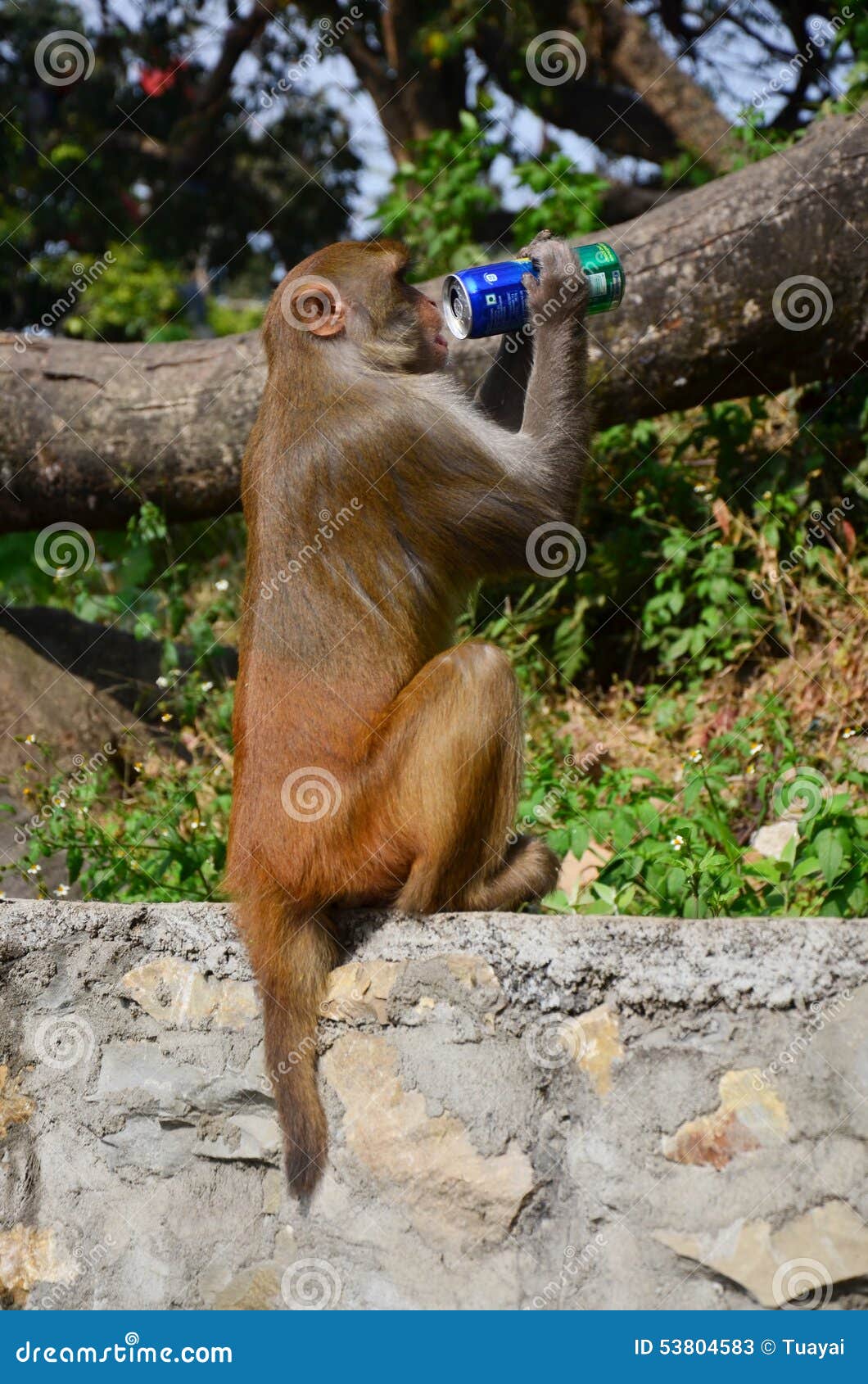 Macaco Que Bebe O Refresco Ventilado Imagem de Stock - Imagem de ...