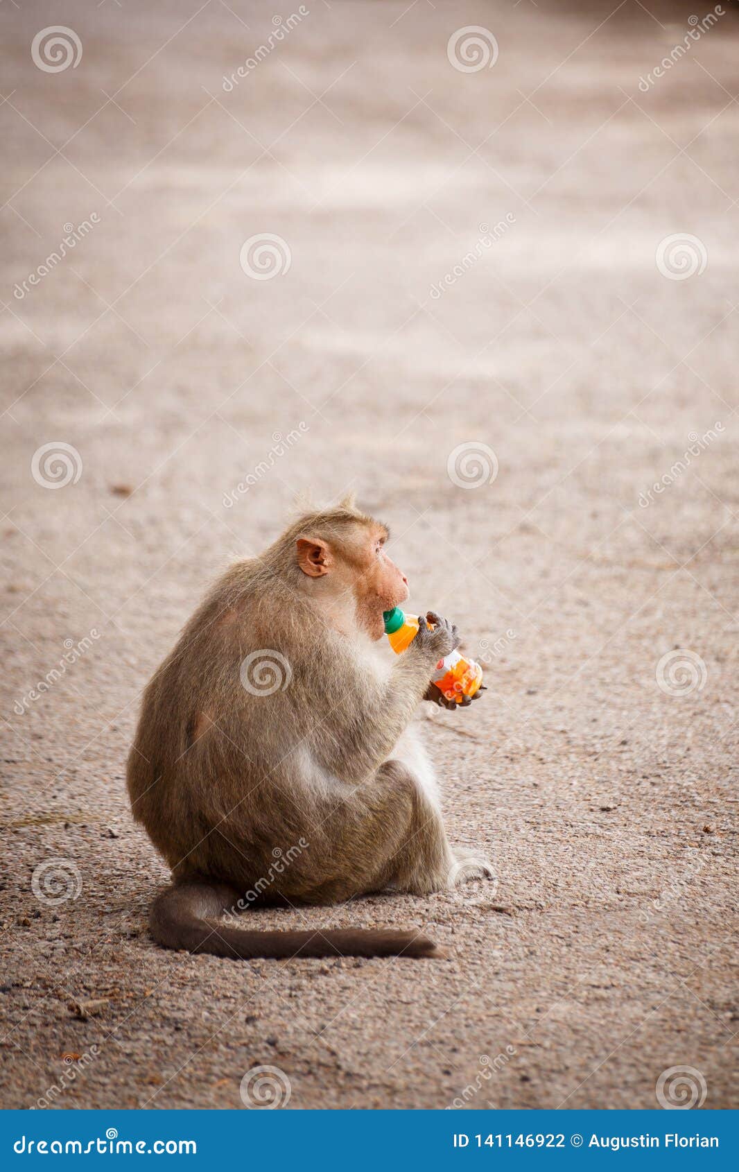 Macaco Que Bebe Uma Garrafa Do Suco Foto de Stock - Imagem de animal ...