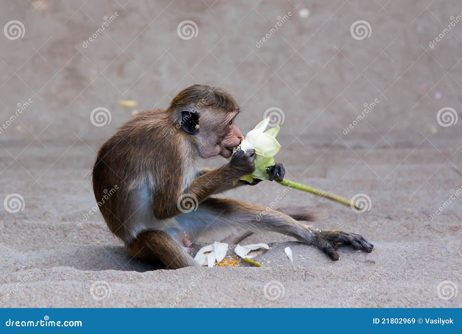 Macaco que come a flor imagem de stock. Imagem de comer - 21802969