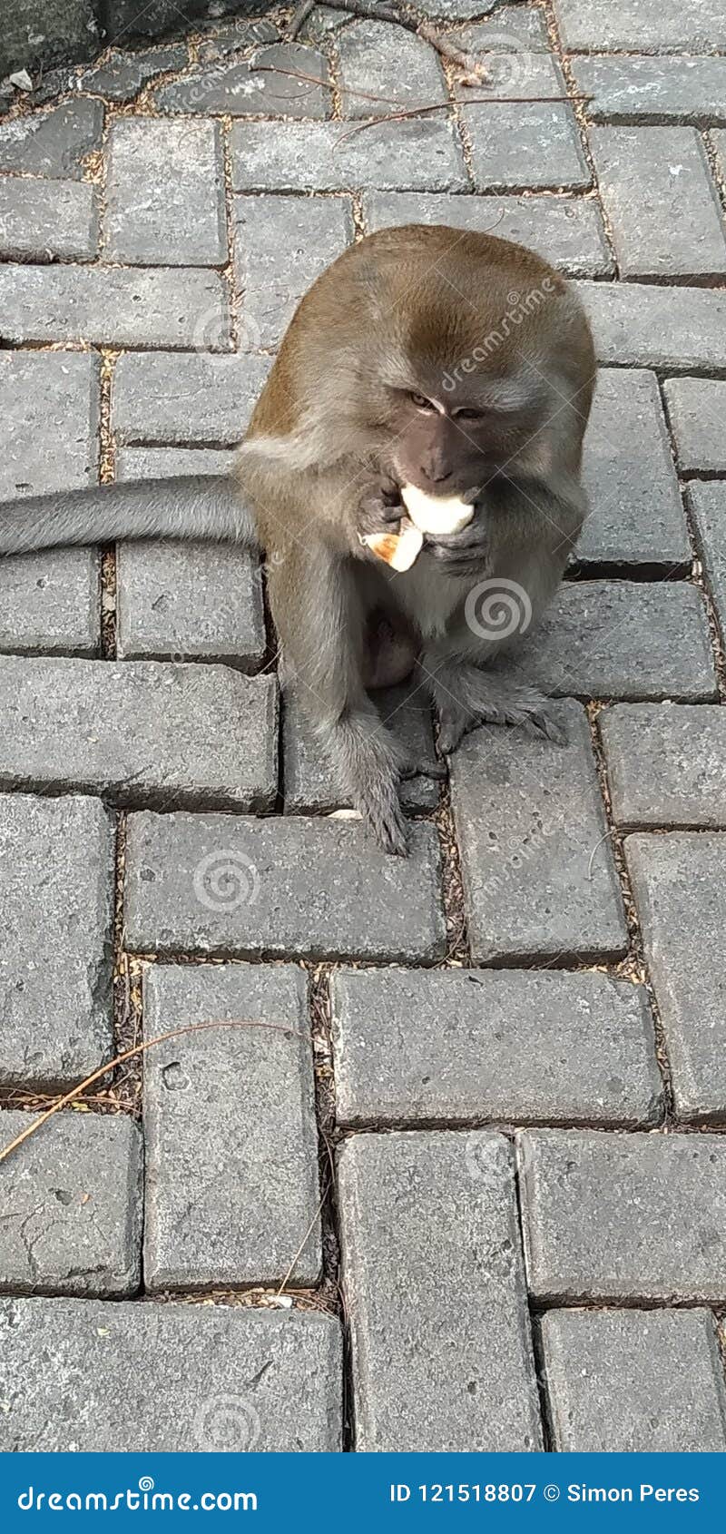 Macaco que come a fruta imagem de stock. Imagem de comer - 121518807
