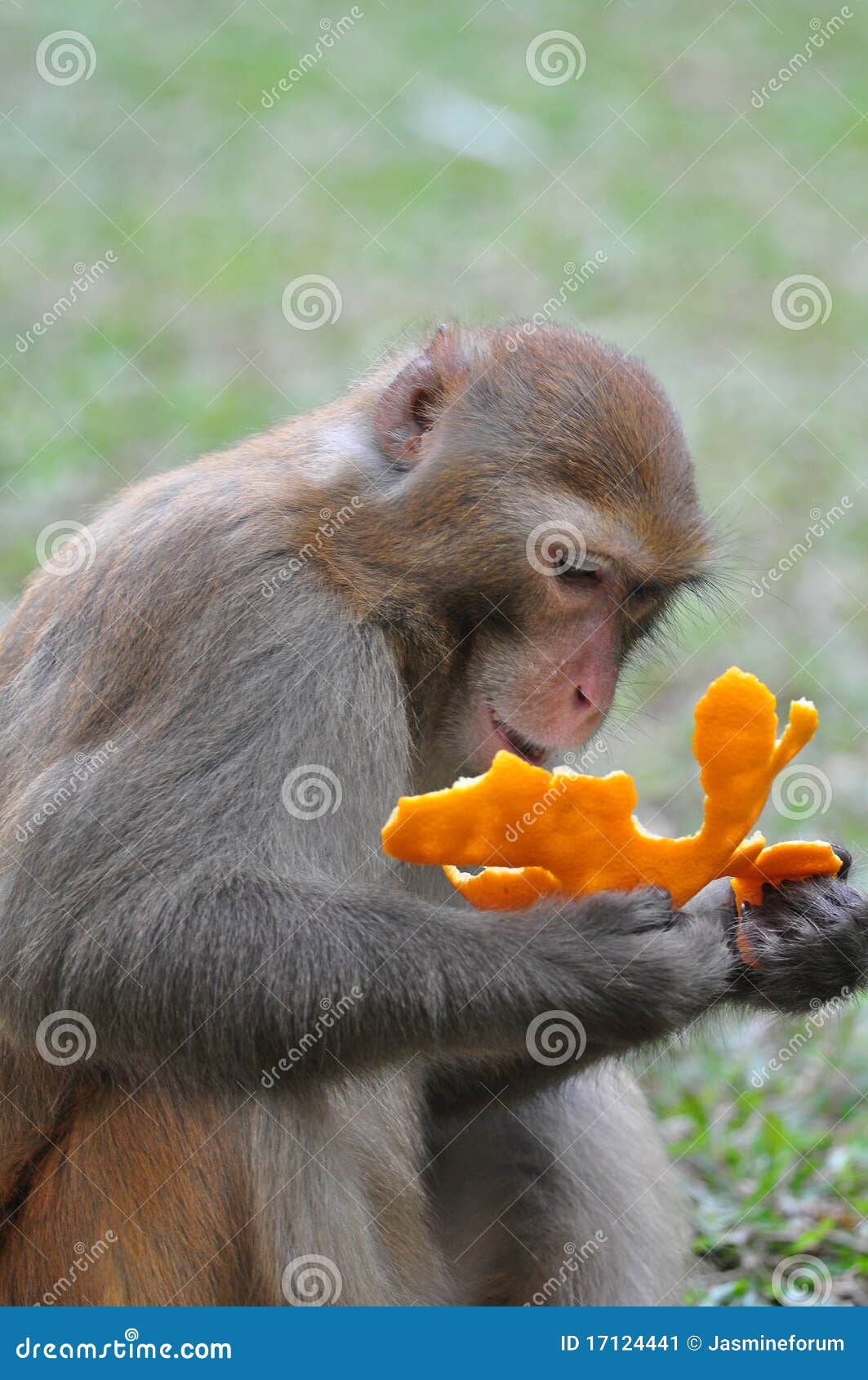 Macaco que come a laranja imagem de stock. Imagem de parque - 17124441