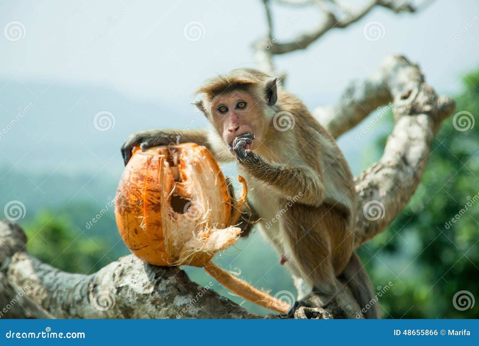Macaco que come o coco foto de stock. Imagem de wildlife - 48655866