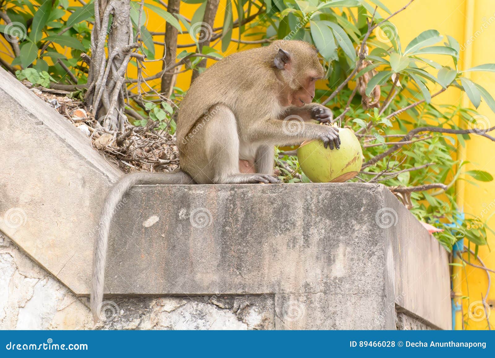 Macaco que come o coco foto de stock. Imagem de escada - 89466028