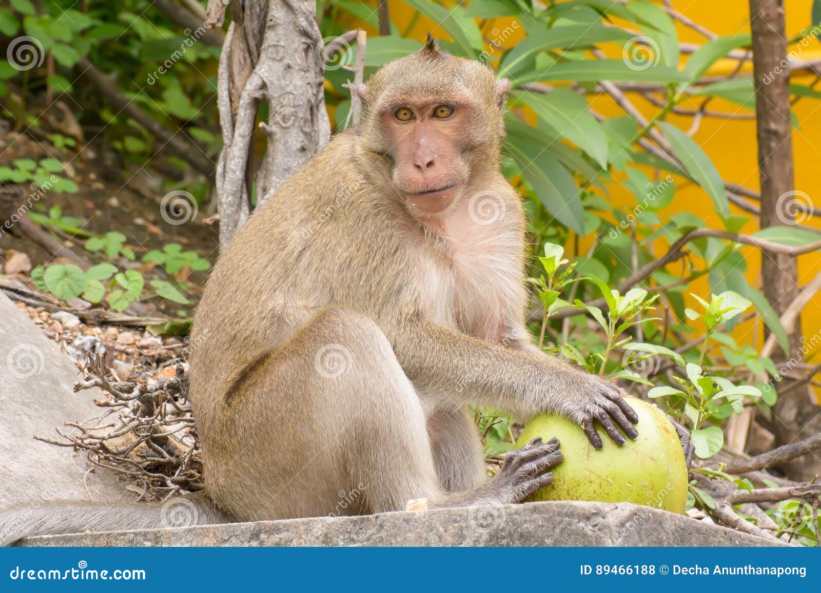 Macaco que come o coco foto de stock. Imagem de coma - 89466188