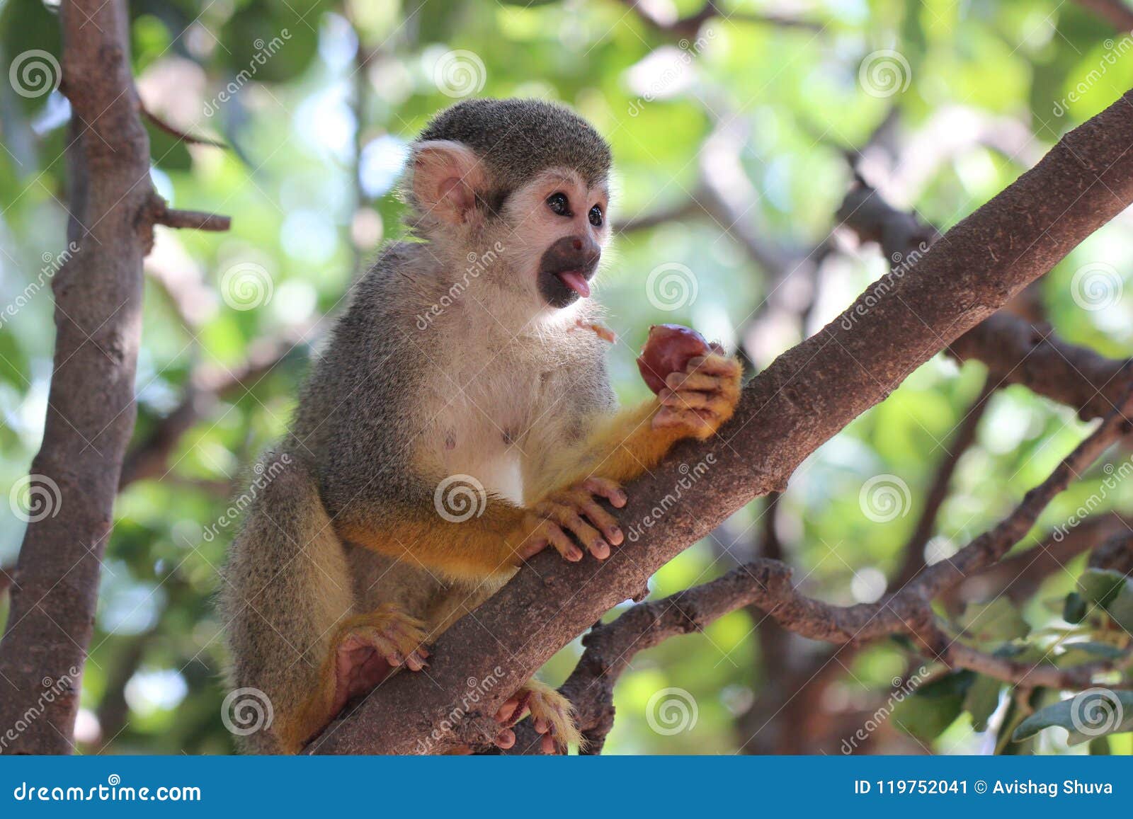 Macaco Que Come O Fruto No Parque Do Macaco Imagem de Stock - Imagem de ...