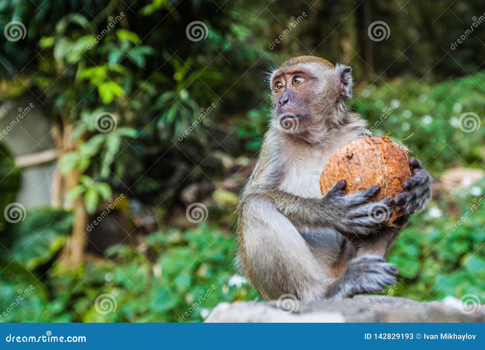 Macaco que come um coco imagem de stock. Imagem de marrom - 142829193