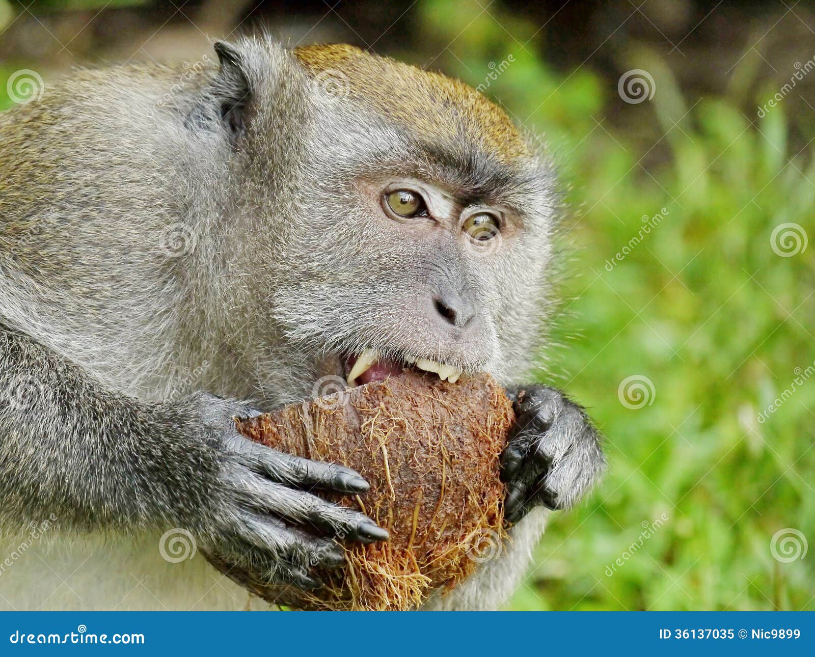 Macaco que morde um coco imagem de stock. Imagem de fauna - 36137035