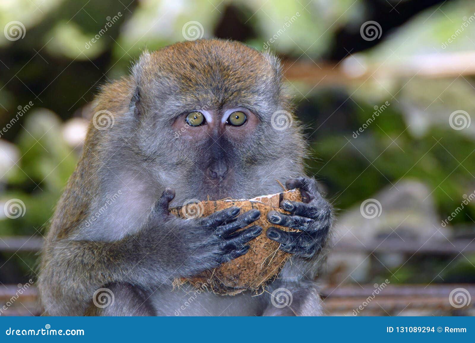 Macaco Que Prende Um Escudo Do Coco Foto de Stock - Imagem de aperto ...