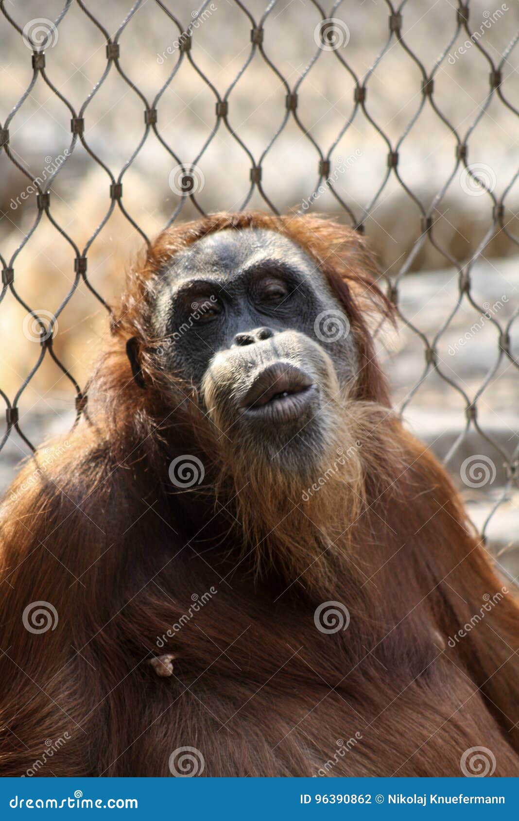 Macaco Que Relaxa Na Frente De Uma Cerca Foto de Stock - Imagem de ...