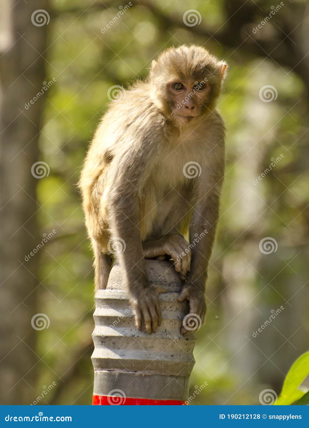 Macaco Que Repousa Num Pilar Foto de Stock - Imagem de macaco, coluna ...