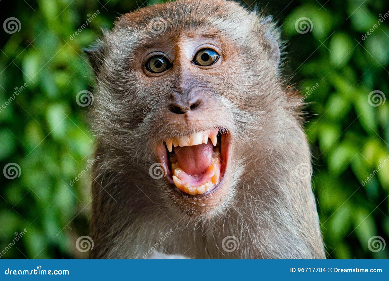 Macaco que toma um selfie foto de stock. Imagem de macaco - 96717784