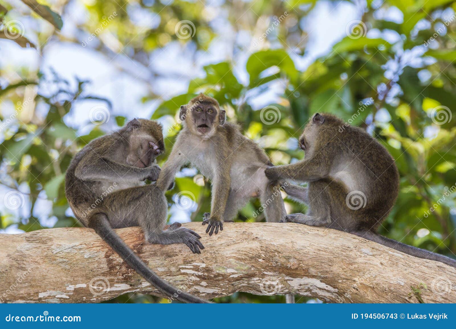 Macaco-rabo-longo Na Selva De Borneo Imagem de Stock - Imagem de ...