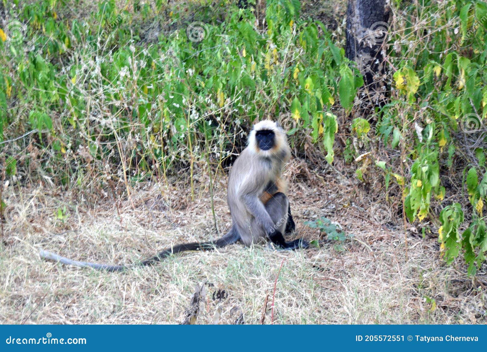 Macaco Reserva Natural Selva De Cauda Longa Imagem de Stock - Imagem de ...