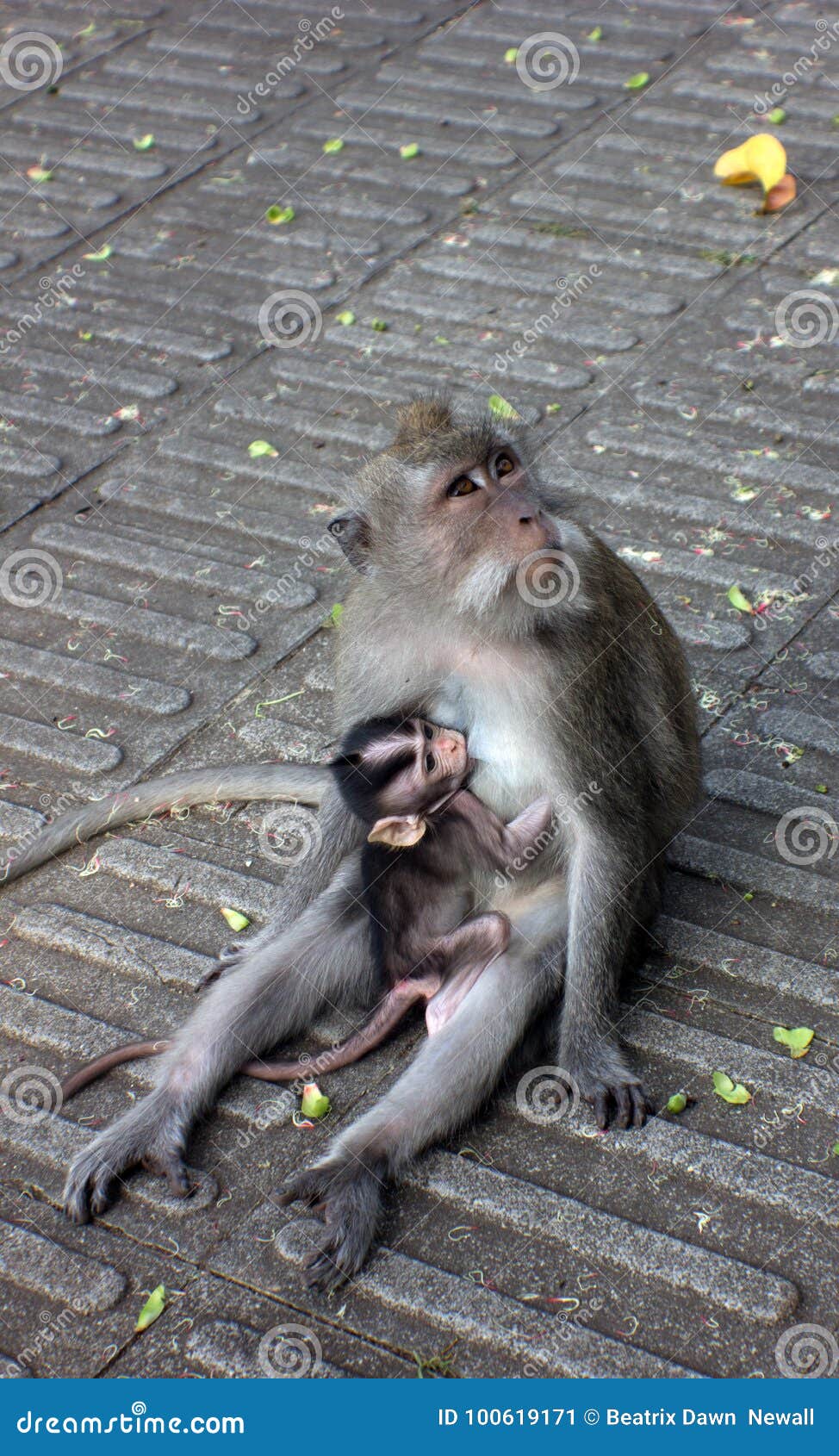 Macaco Sagrado Forest Sanctuary Imagem de Stock - Imagem de pelaria ...
