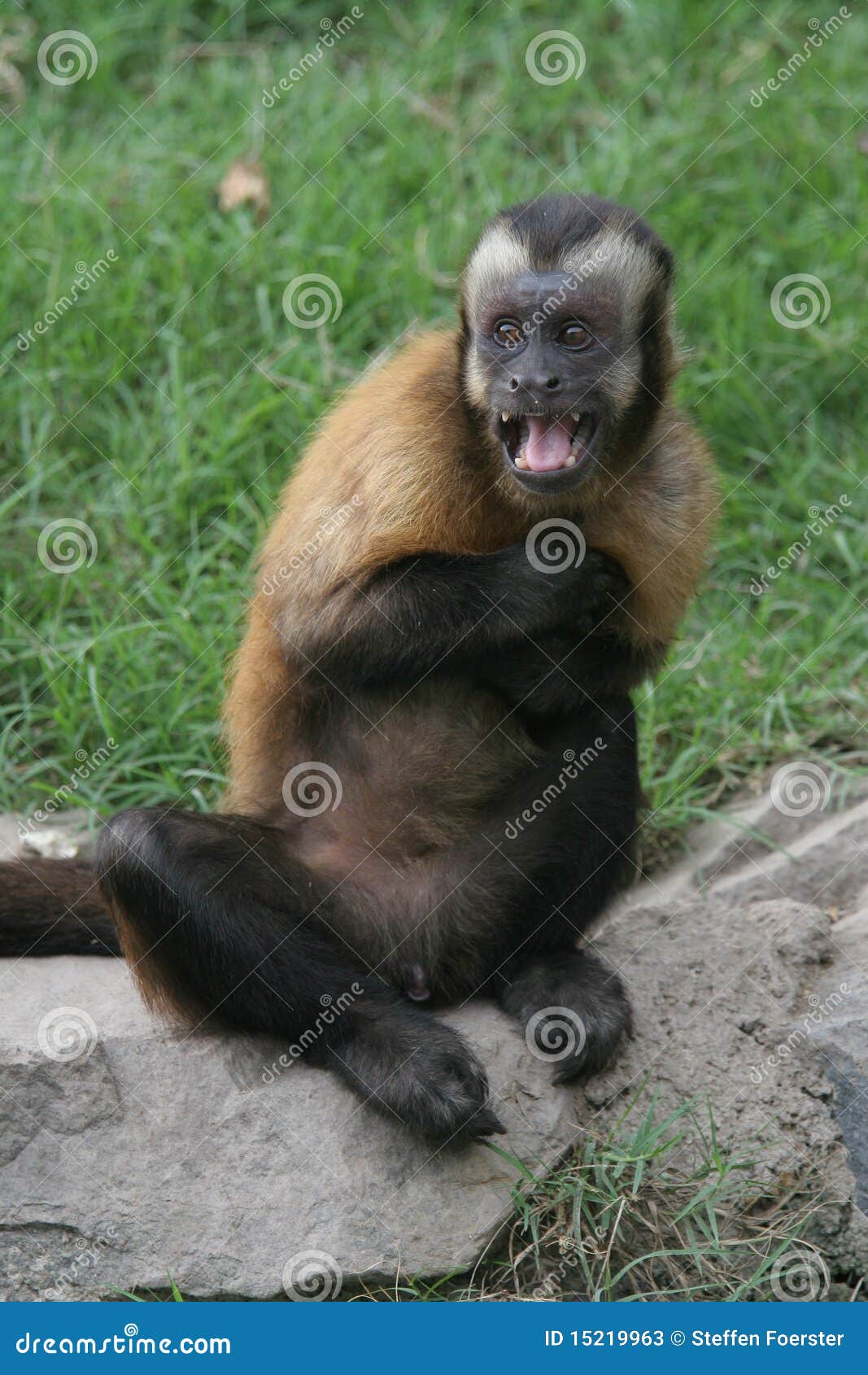 Macaco Scared imagem de stock. Imagem de grito, cara - 15219963