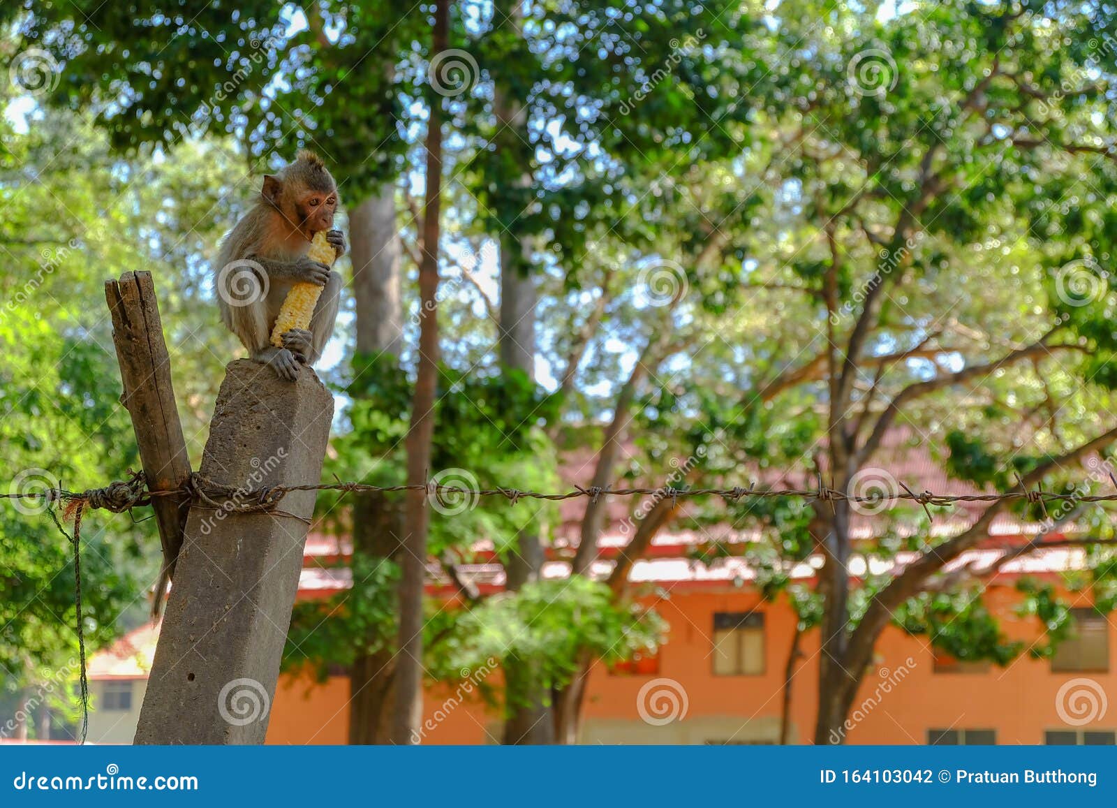Macaco Sentado E Comendo Milho Foto de Stock - Imagem de selva ...
