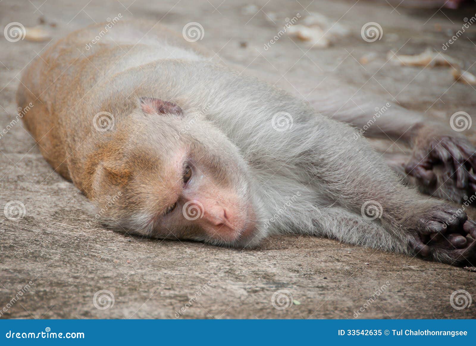 Macaco triste imagem de stock. Imagem de macaco, branco - 33542635