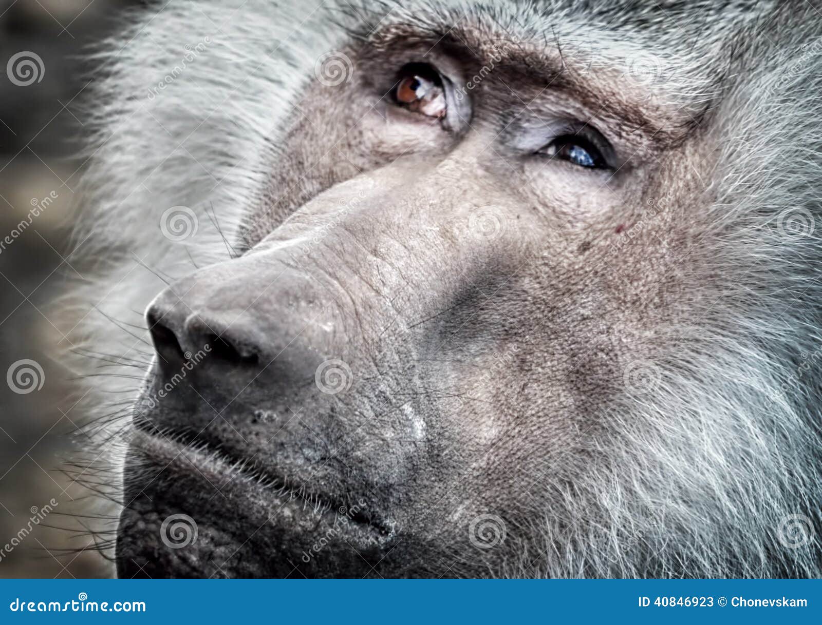 Macaco velho imagem de stock. Imagem de alimento, olhos - 40846923