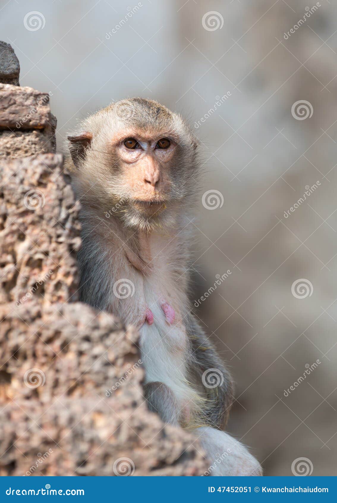 Macaco Velho Que Olha Seu Filho Imagem de Stock - Imagem de macaco ...