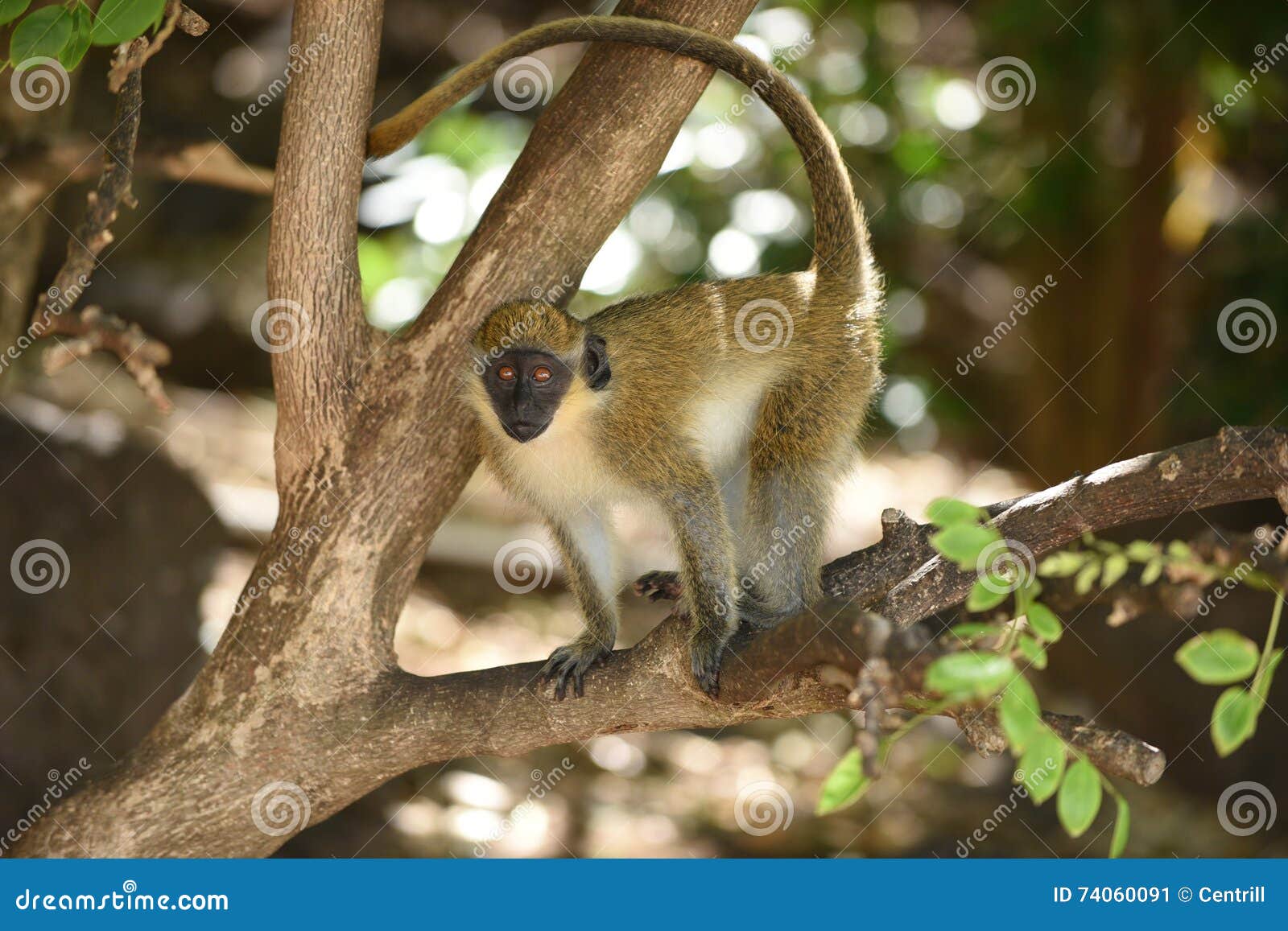 Macaco verde africano imagem de stock. Imagem de wildlife - 74060091