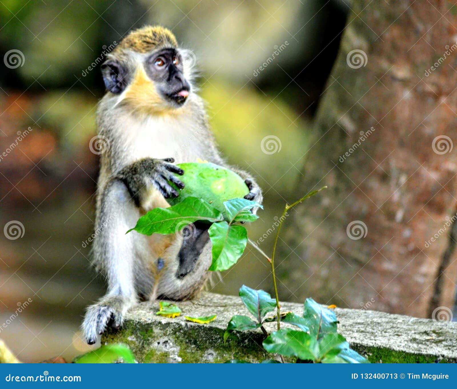 Macaco verde de Barbados imagem de stock. Imagem de filiais - 132400713